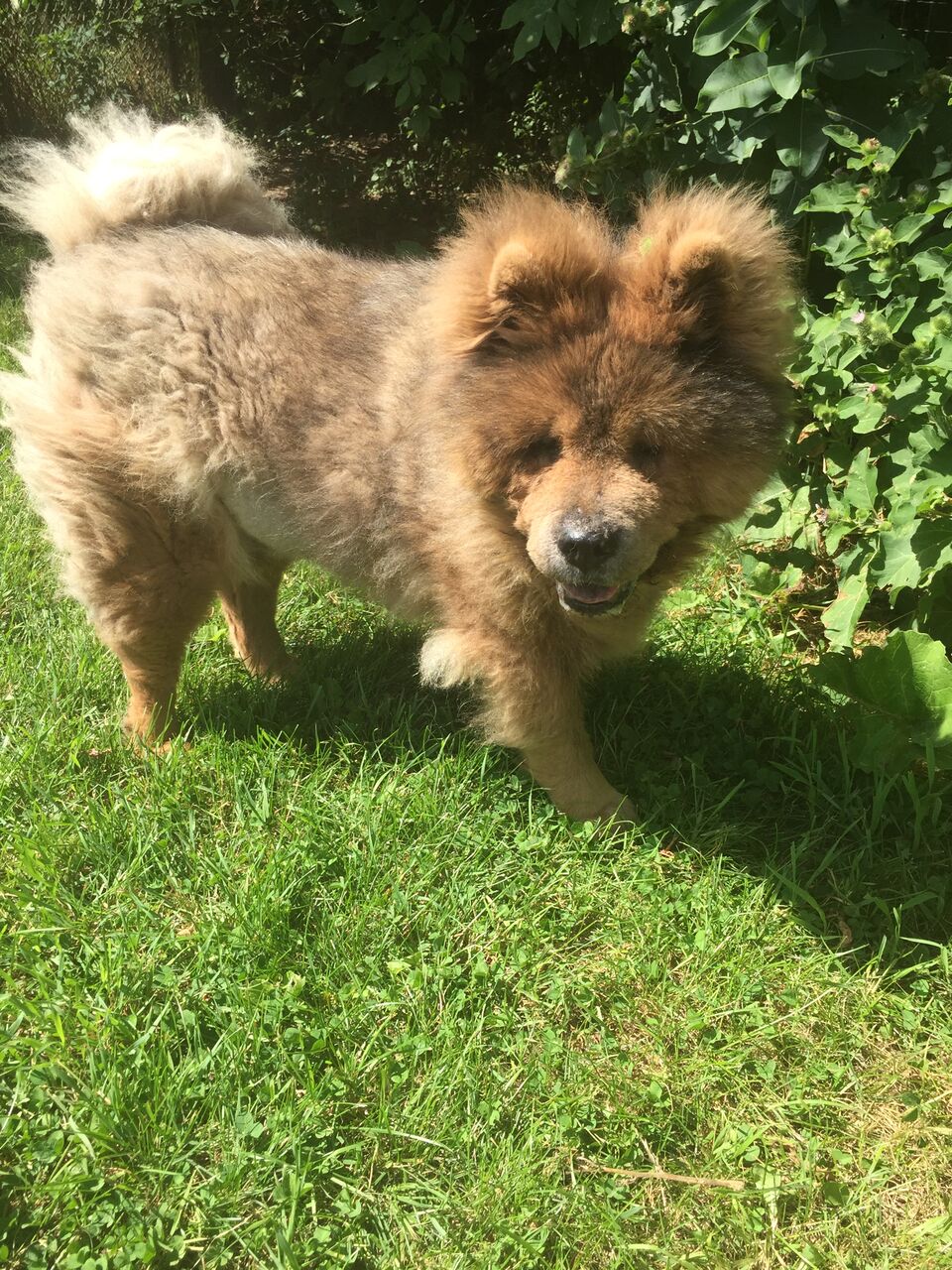 Happy Hour at Home for Life: Tula the Famous Pho Dog rapher | Home for Life